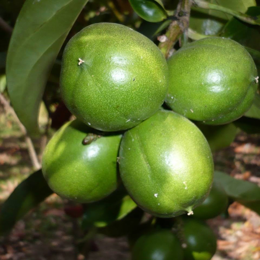 Ingredients – De La Heart